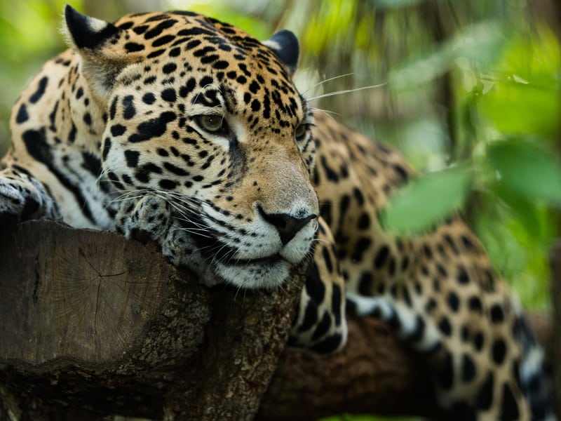 Wildlife To Spot In The Peruvian Amazon Worldpin 0288